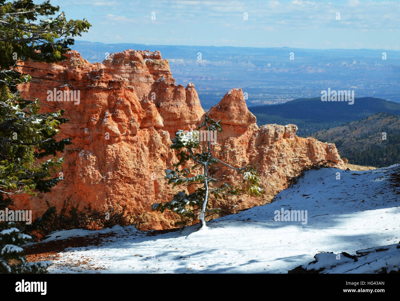 Small young tree plant surviving in snow in Bryce Canyon Stock Photo ...