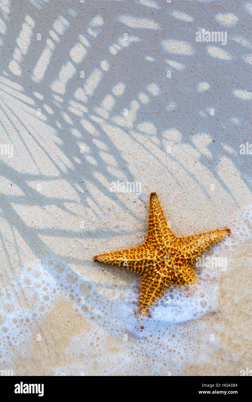 Art Sea star on the beach background Stock Photo - Alamy