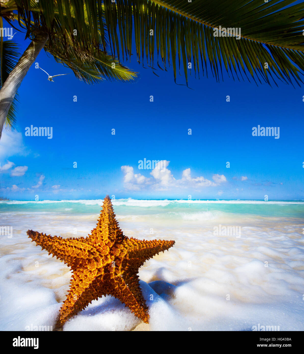 Art shell Sea star on the tropical beach Stock Photo - Alamy