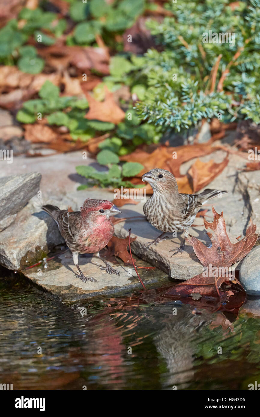 House finch drinking water hi-res stock photography and images - Alamy