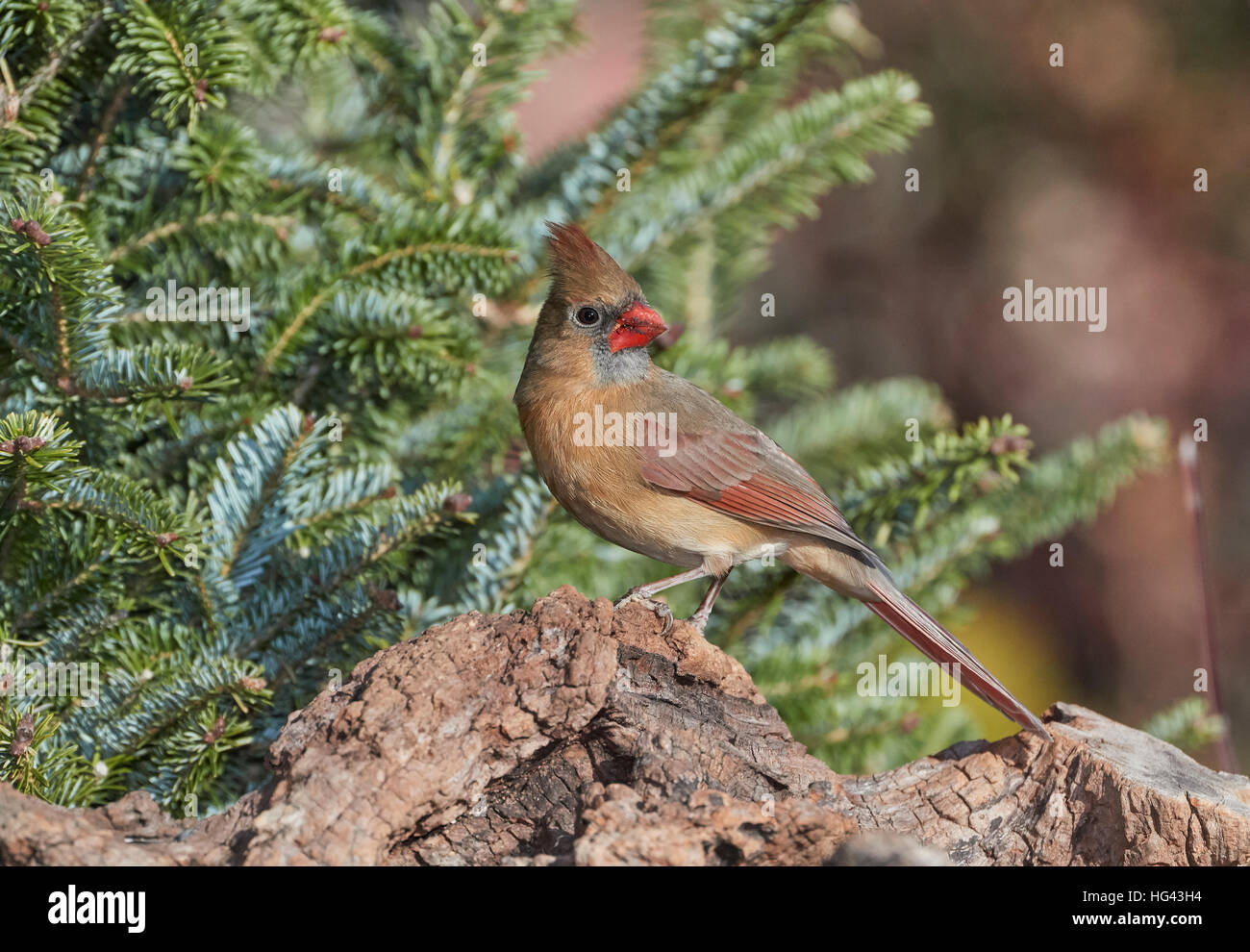 Female cardinal nesting hi-res stock photography and images - Alamy