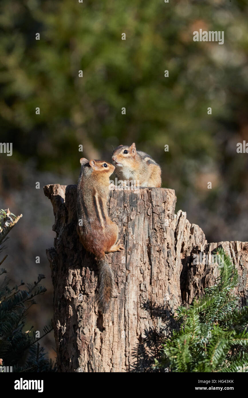 Chipmunk food hi-res stock photography and images - Alamy
