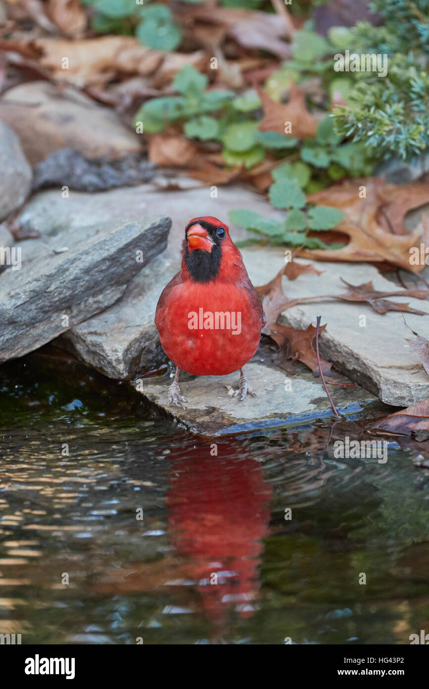 Northern cardinal drinking water hi-res stock photography and images ...