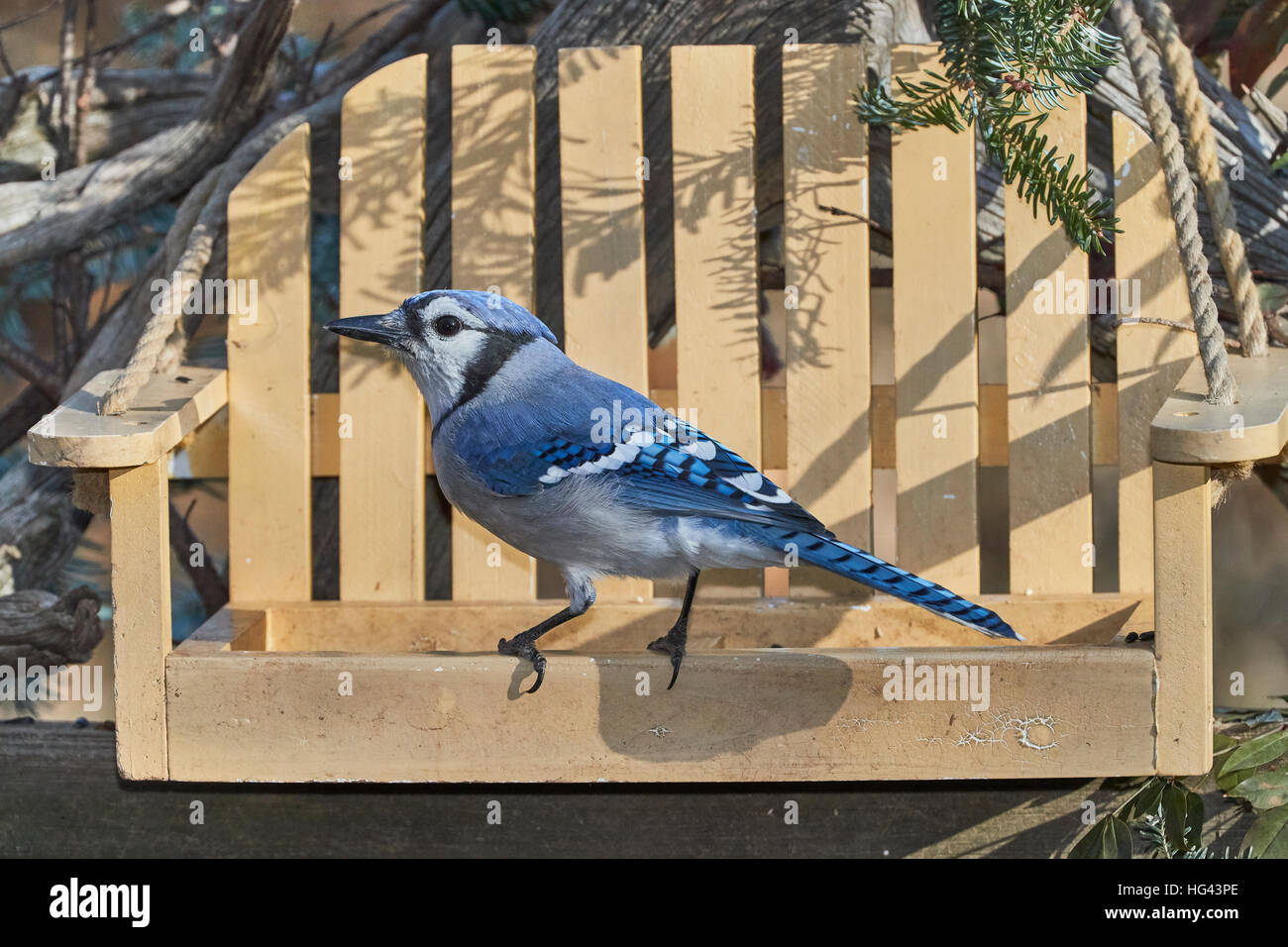 Jay Feeding High Resolution Stock Photography and Images - Alamy