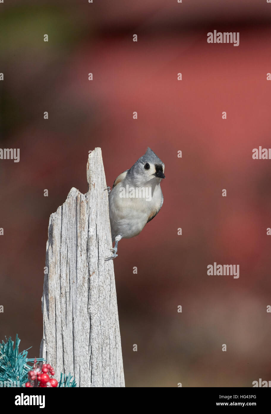 Titmouse hi-res stock photography and images - Alamy