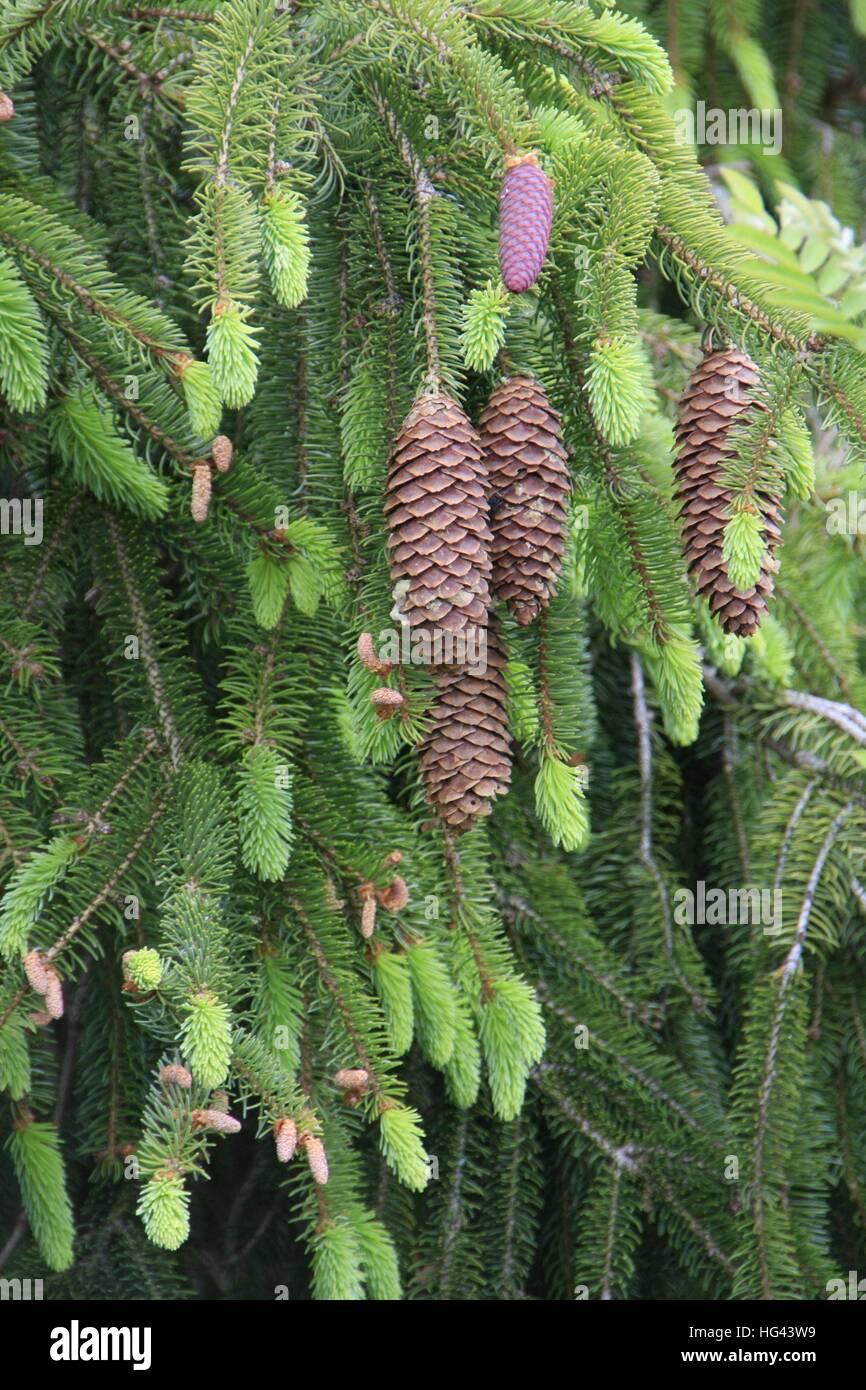 This year's spruce cones on a spruce (Picea abies). Spruce pins hang ...