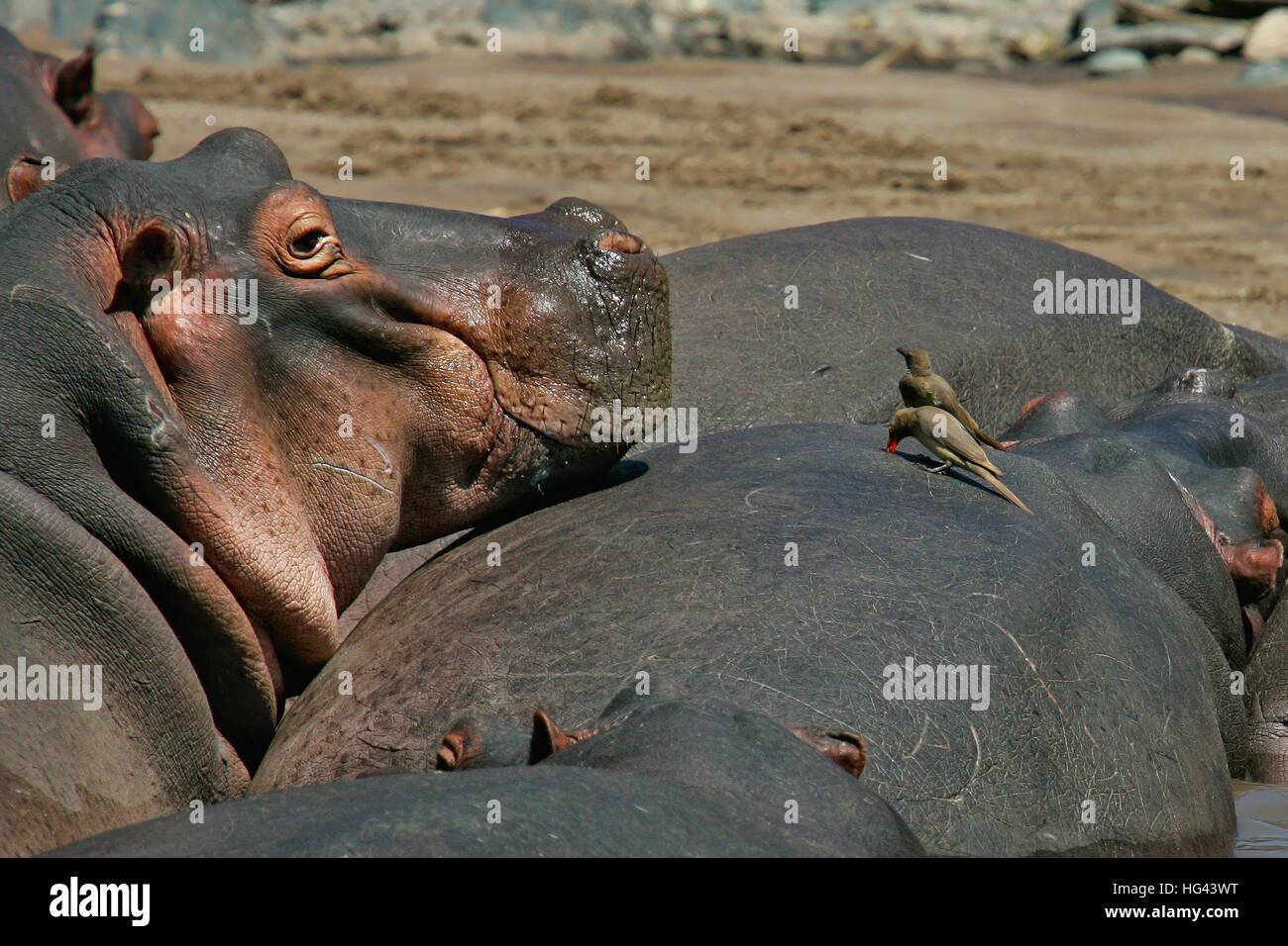 Hippopotamus (Hippopotamus amphibius) observing Red-billed Oxpecker ...