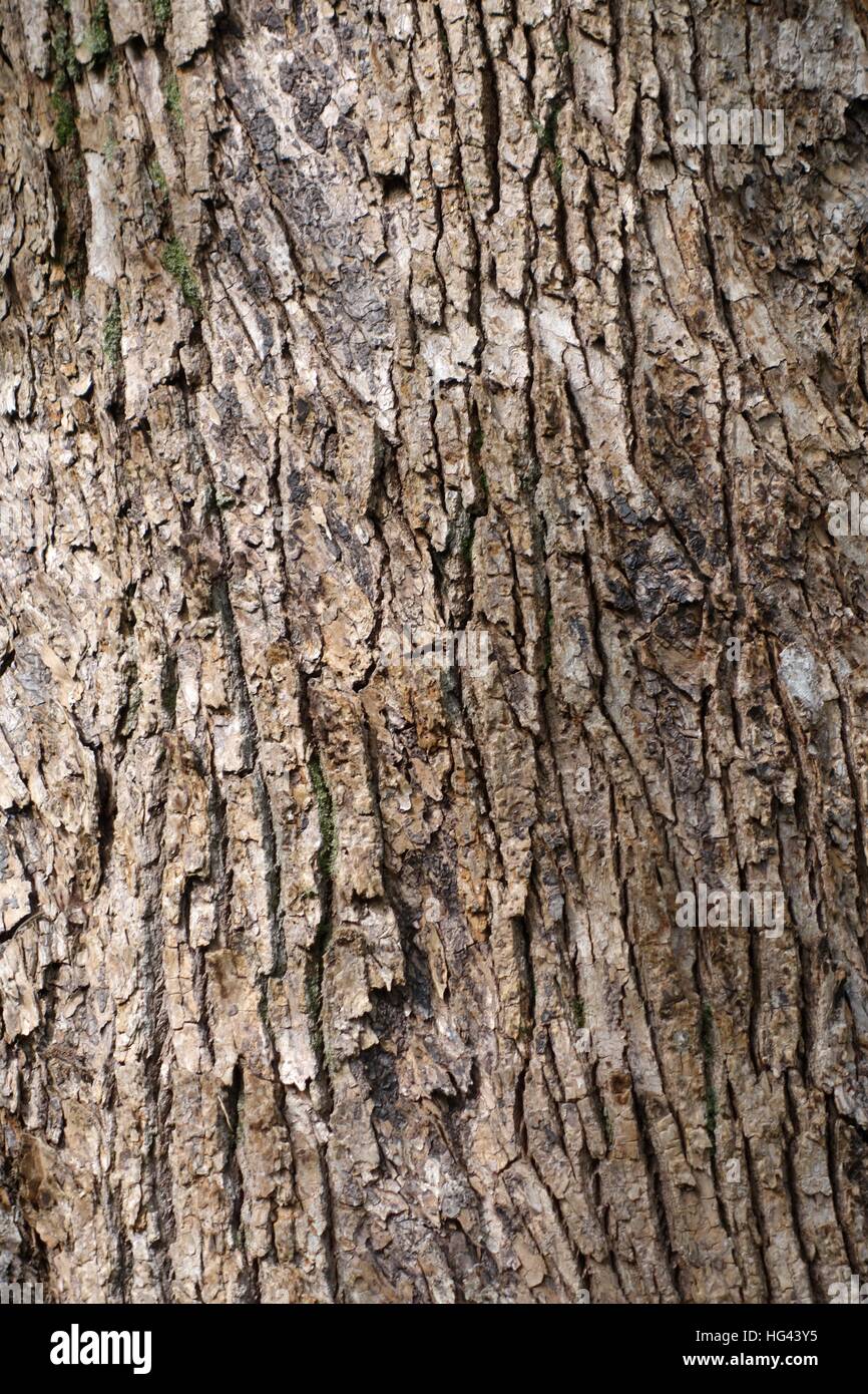 Tree trunk of a camphor tree. | usage worldwide Stock Photo - Alamy