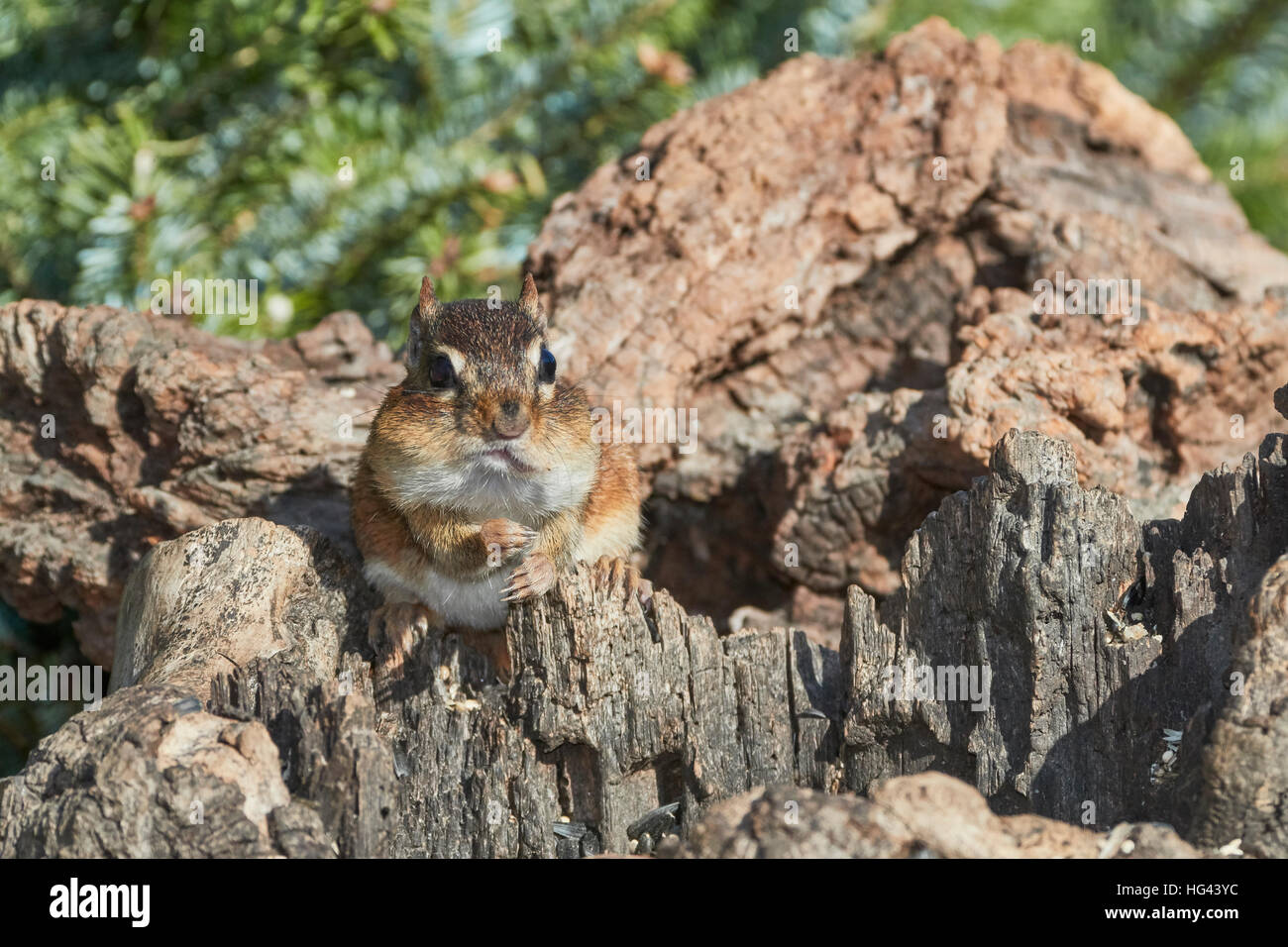 Chipmunk feeding hi-res stock photography and images - Alamy