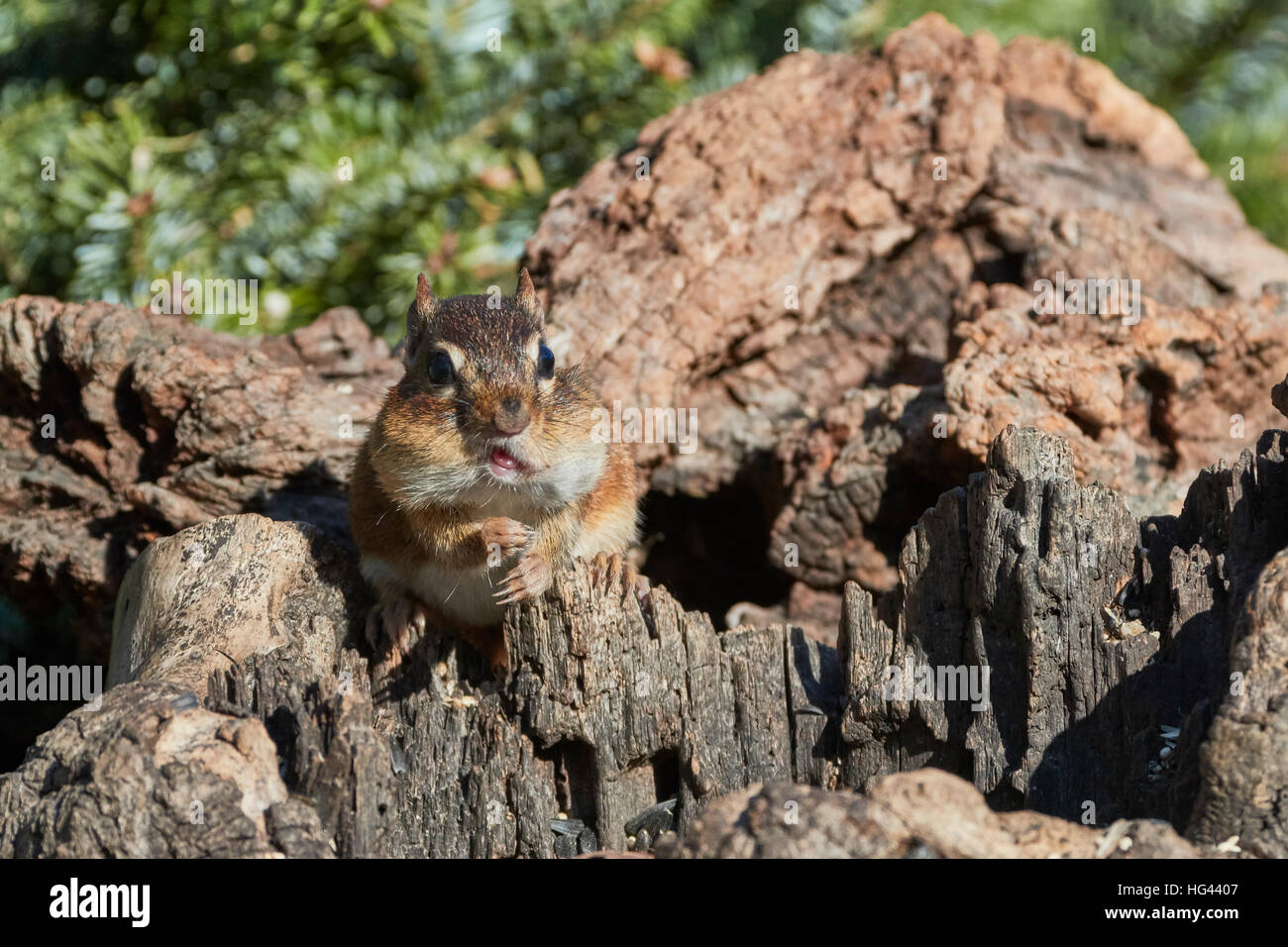 Chipmunk feeding hi-res stock photography and images - Alamy