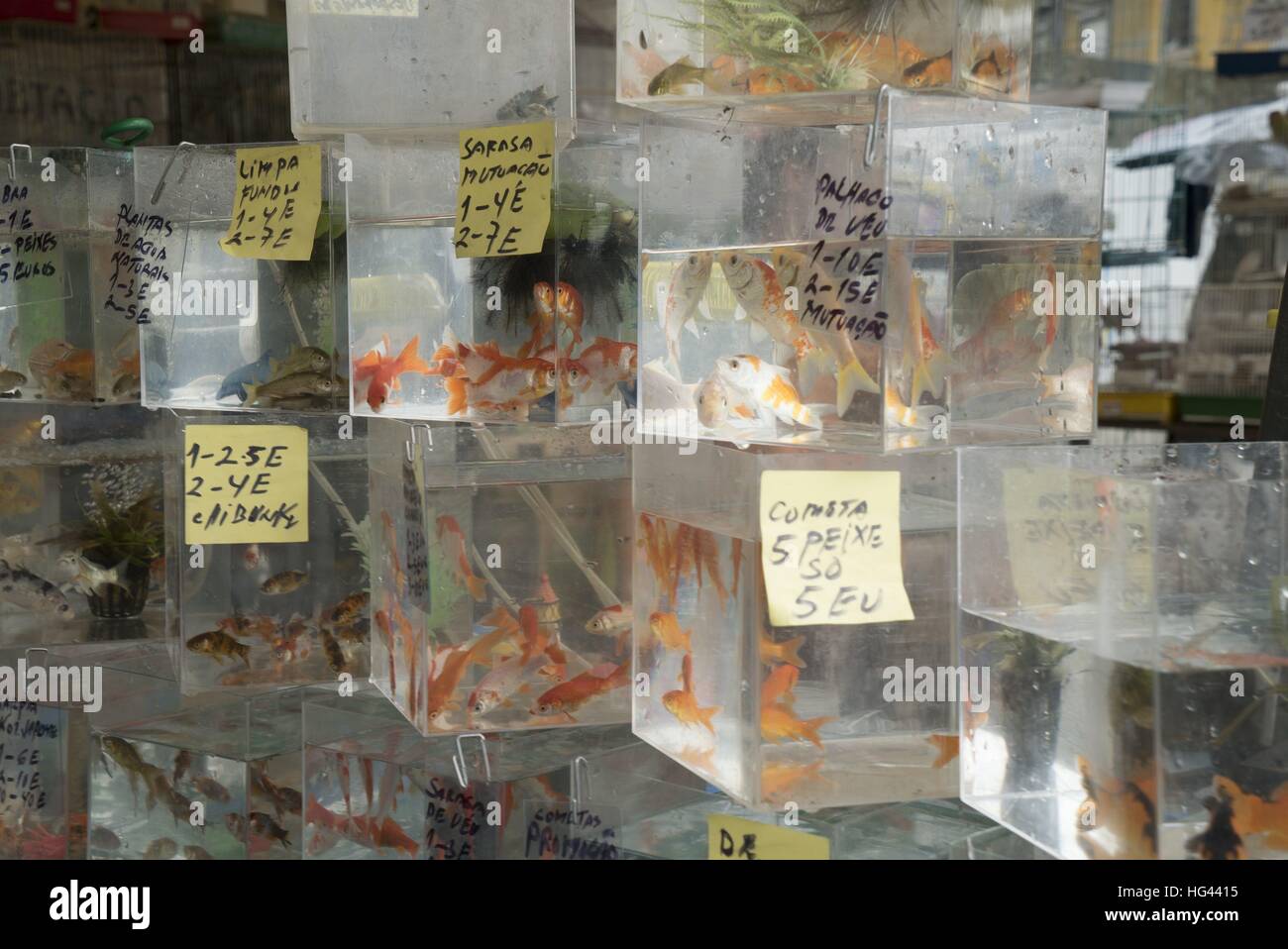 Bird- and Fish Market in Porto, 22.10.2016 | usage worldwide Stock ...