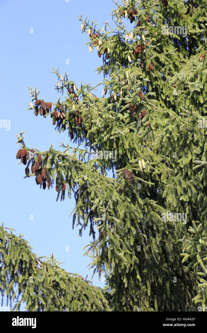 This year's and last year's spruce cones on a spruce (Picea abies ...
