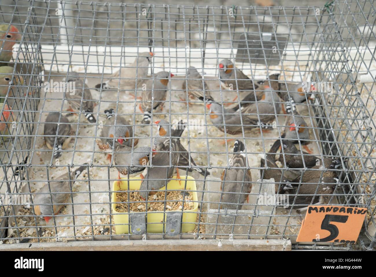 cockatiels in cages on the Bird- and Fish Market in Porto, 22.10.2016 ...