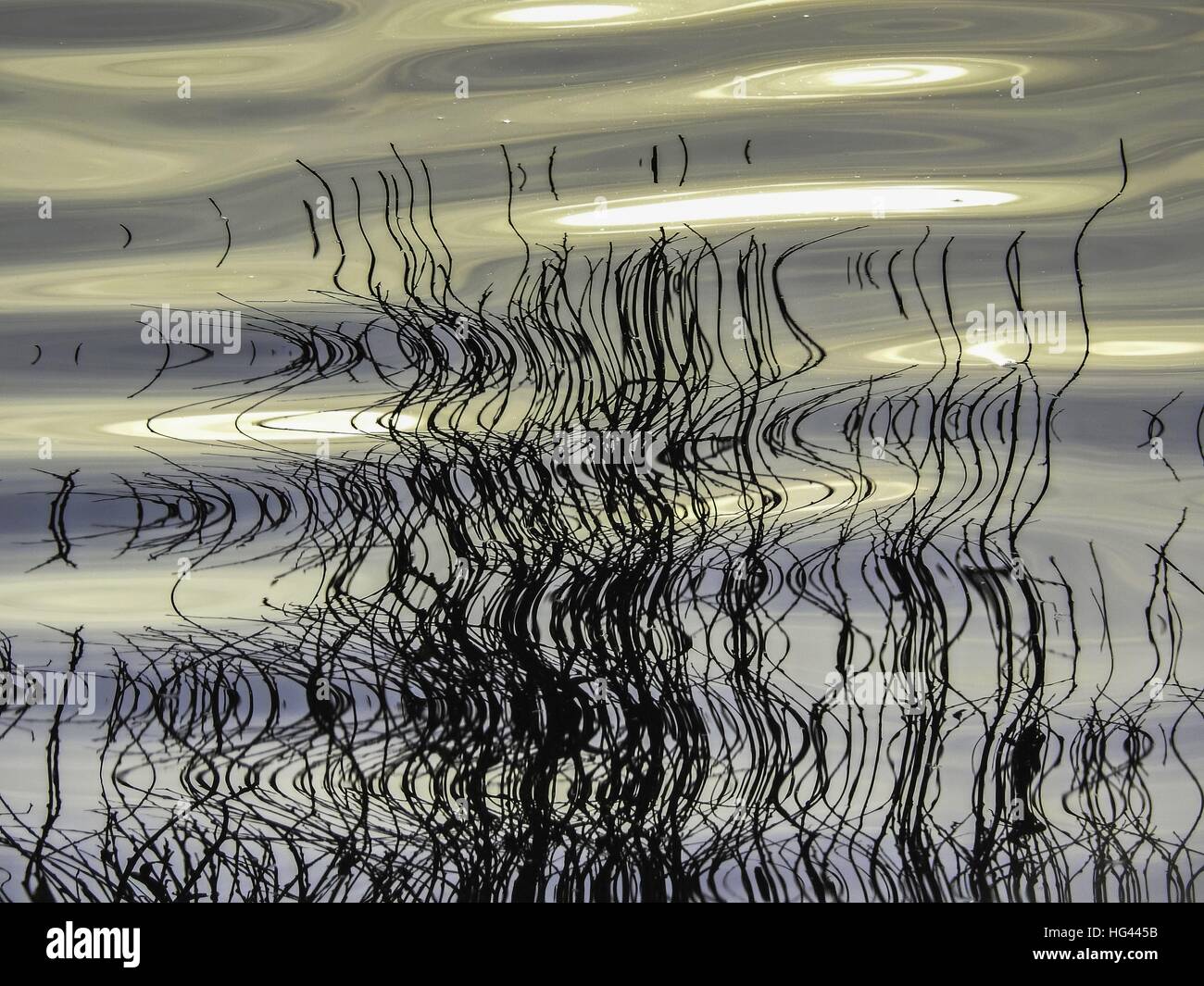 tree reflection and waves, december 2016 | usage worldwide Stock Photo - Alamy