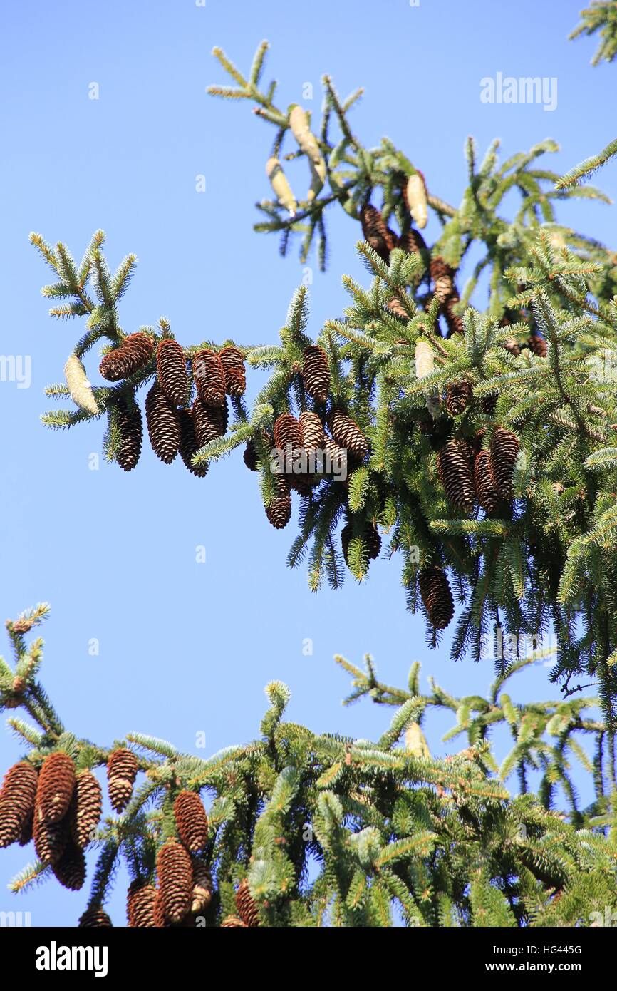 This year's and last year's spruce cones on a spruce (Picea abies ...