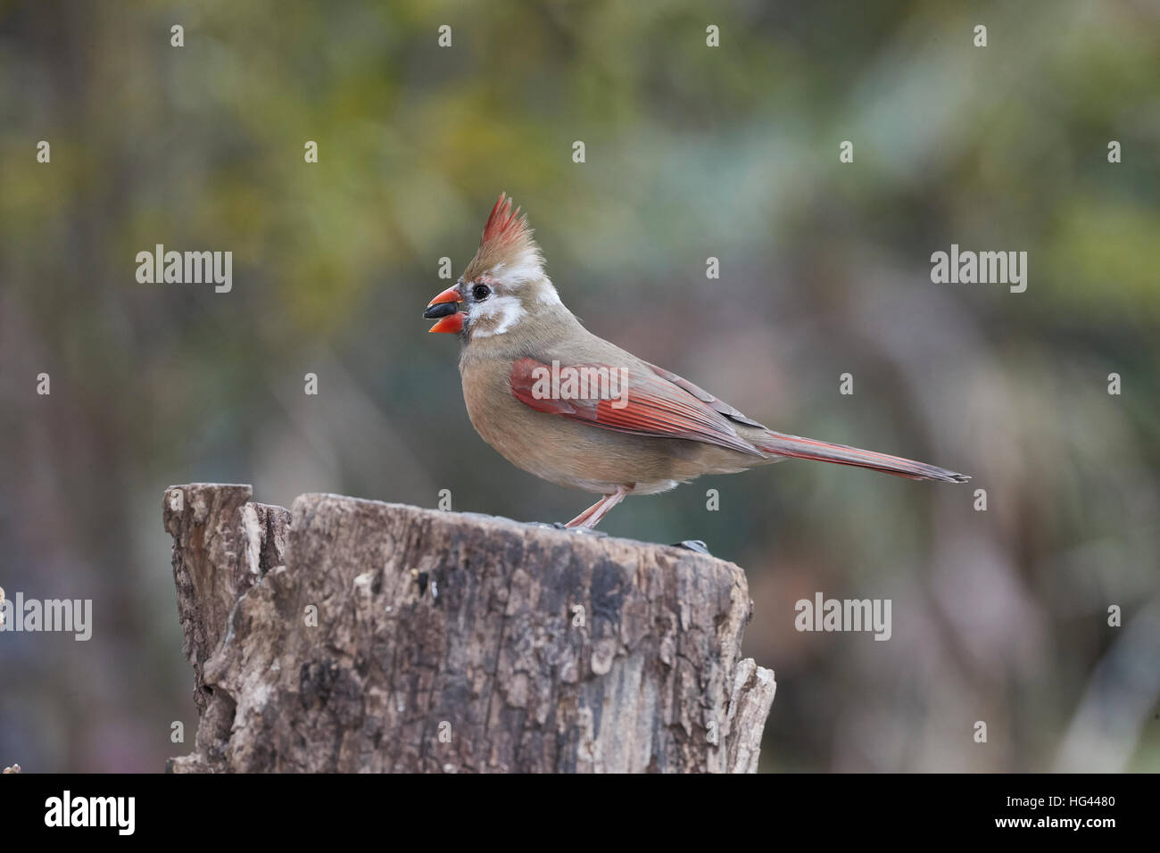 Female cardinal nesting hi-res stock photography and images - Alamy