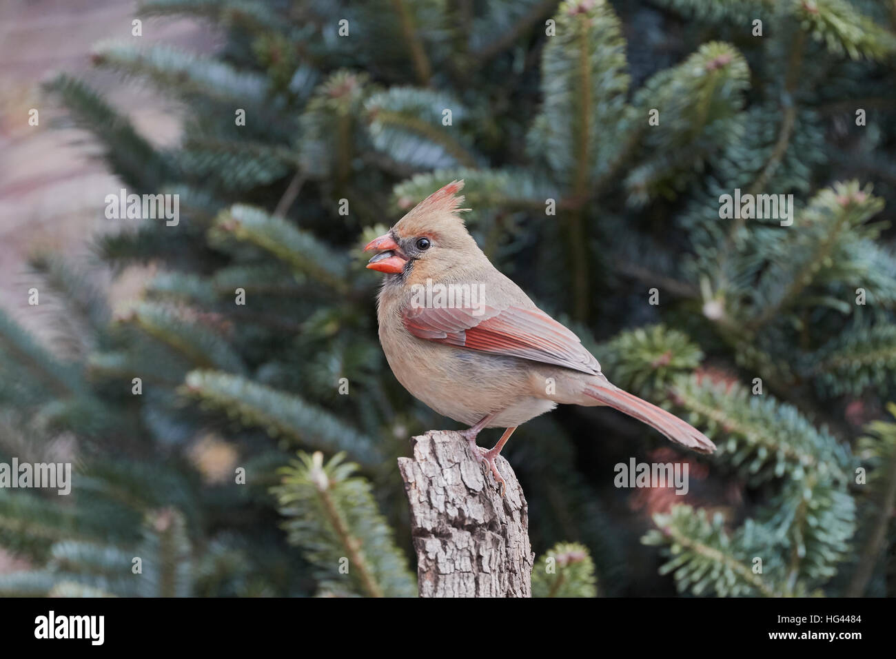 Female cardinal nesting hi-res stock photography and images - Alamy