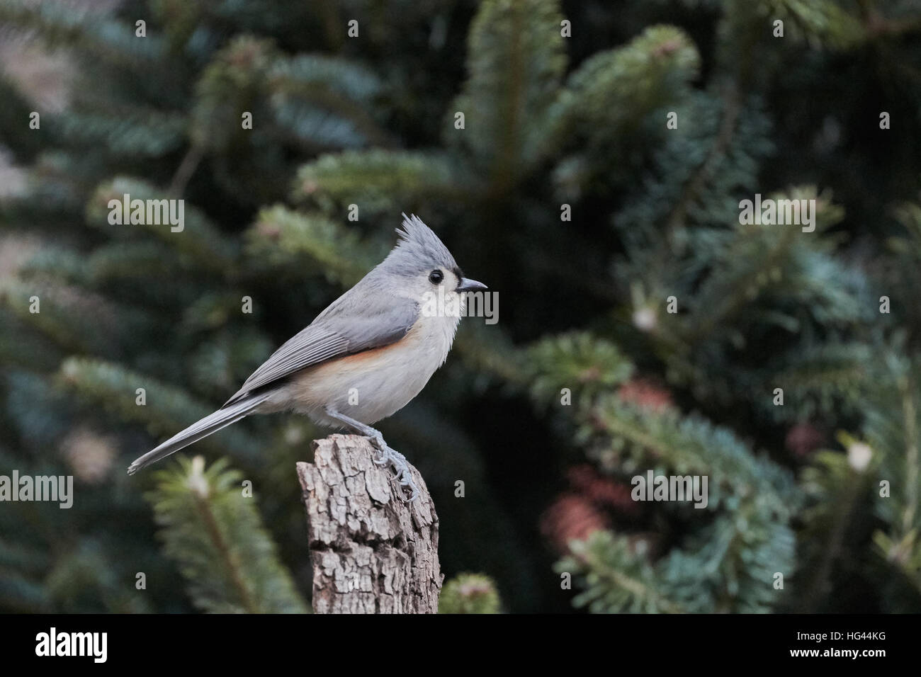 Titmouse hi-res stock photography and images - Alamy