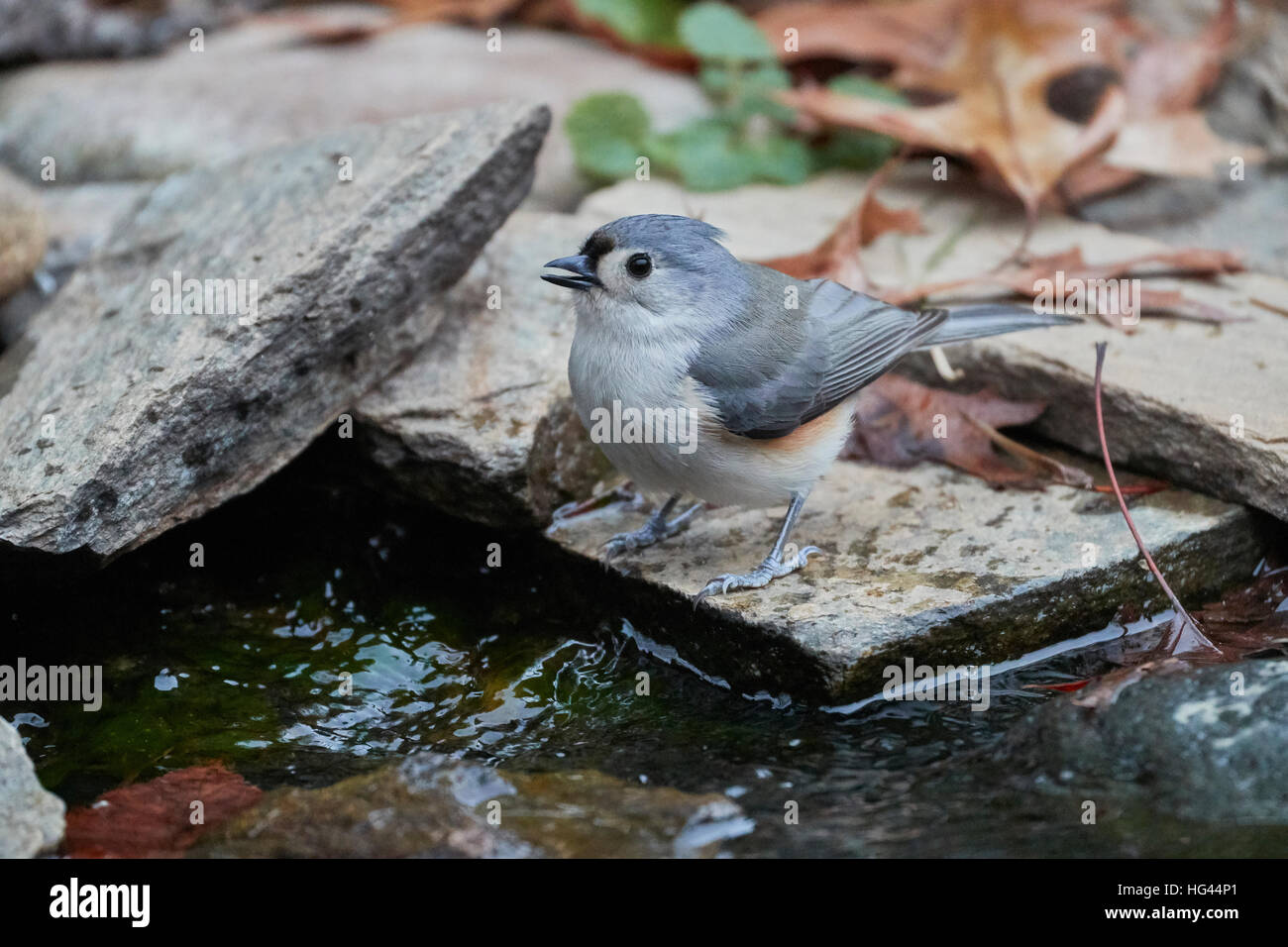 Titmouse hi-res stock photography and images - Alamy