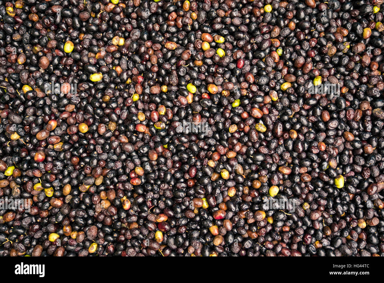 Background formed by freshly picked olives in a farm Stock Photo - Alamy