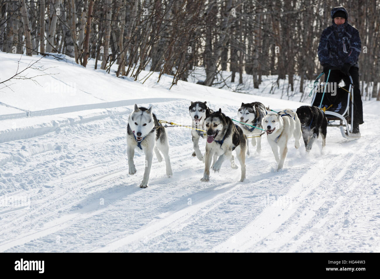 Male musher drives dog sledding (dog sled) on snowy road in winter ...