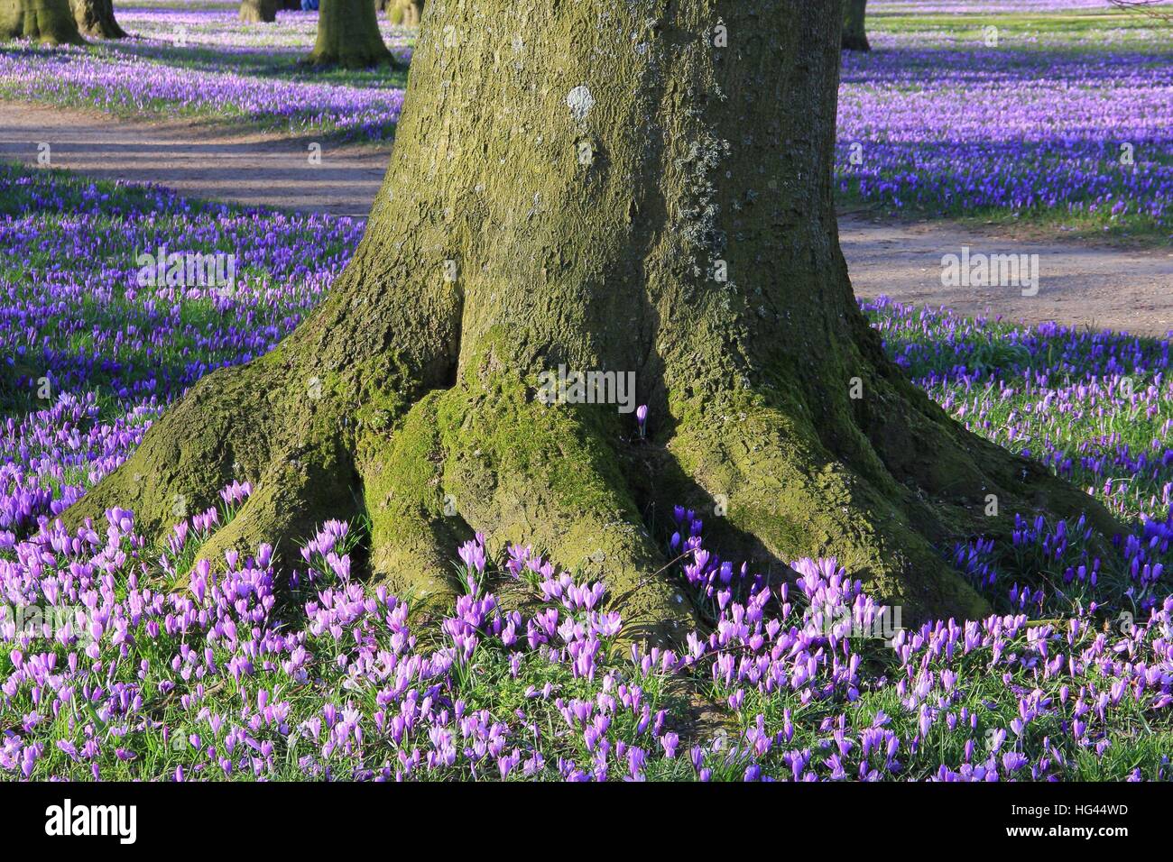 bloom of Krokus in the castle grounds in Husum | usage worldwide Stock ...