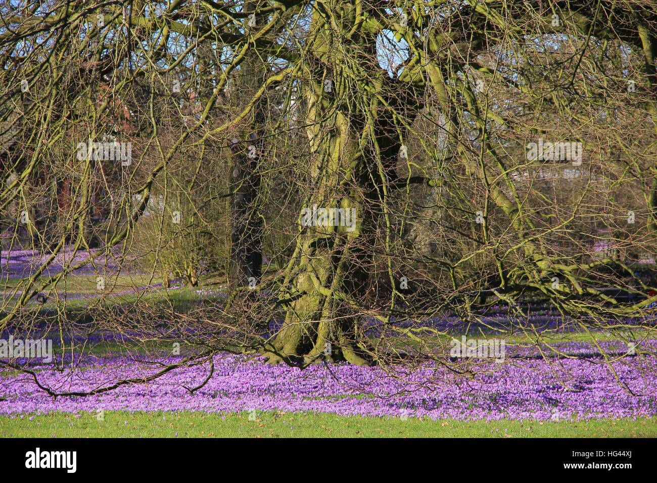 bloom of Krokus in the castle grounds in Husum | usage worldwide Stock ...