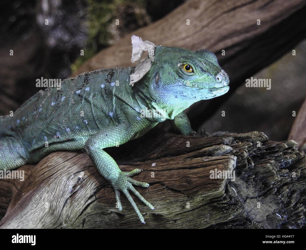 Chinese Water Dragon skinning, december 2016 | usage worldwide Stock ...
