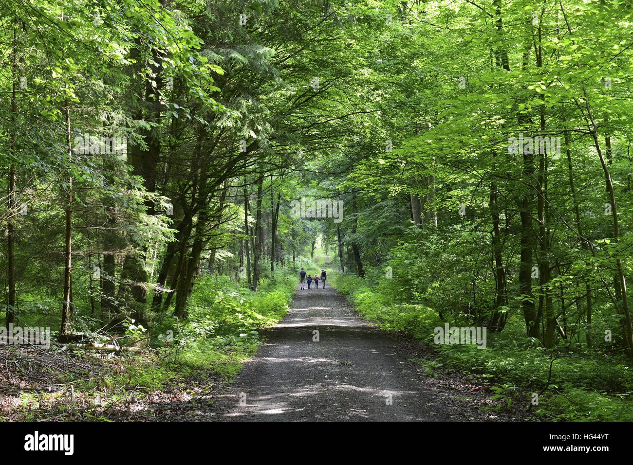 A family hiking on a forest path under a dense leaf canopy from the low ...