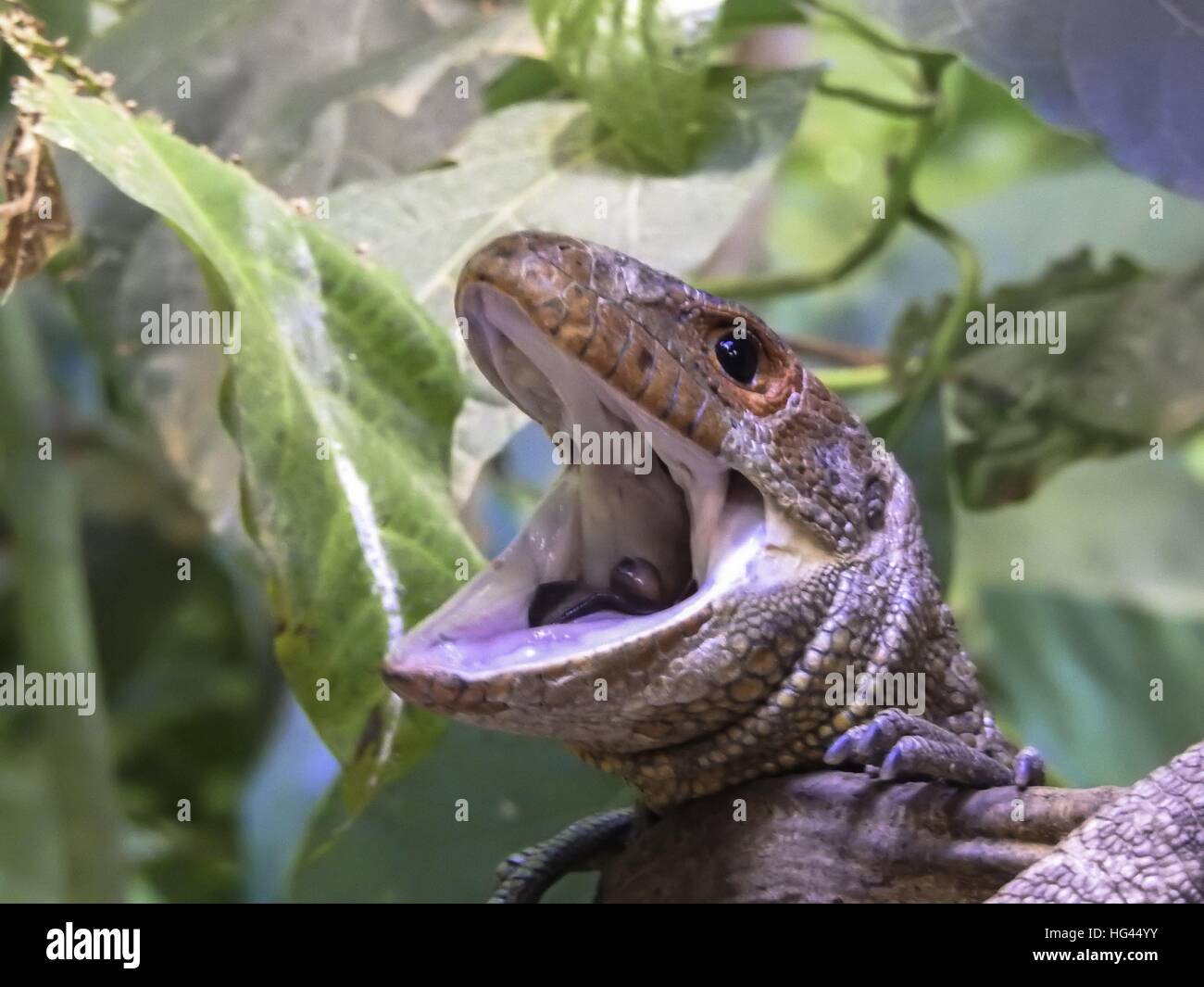 Caiman Lizards Teeth
