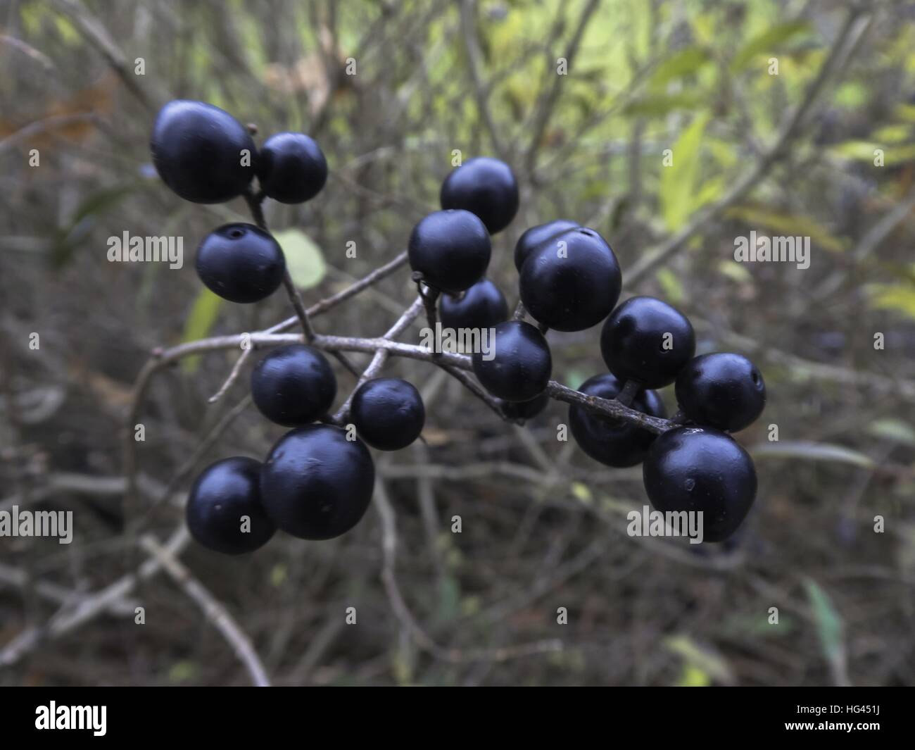 Privet berries hi-res stock photography and images - Alamy
