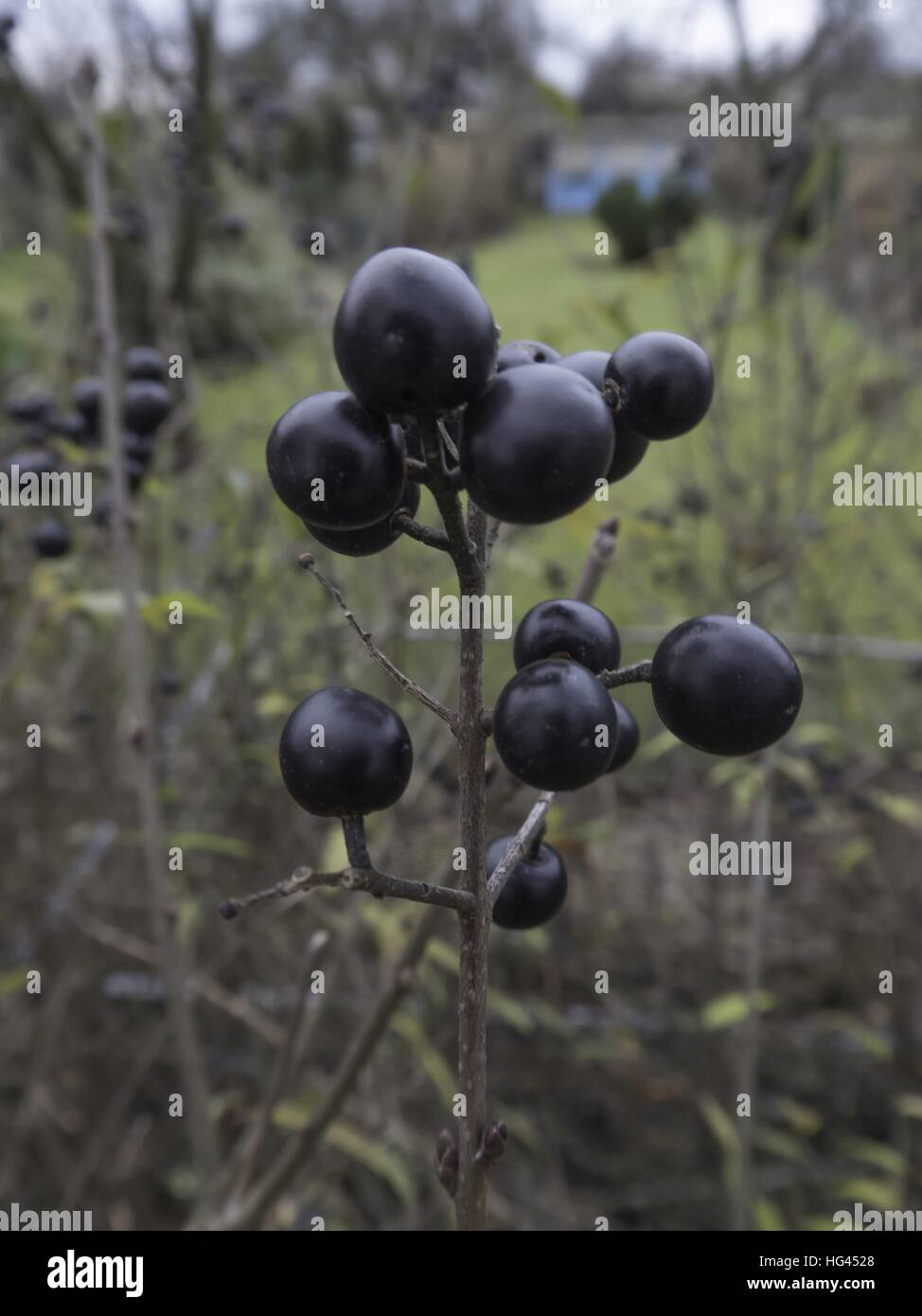 Privet berries hi-res stock photography and images - Alamy