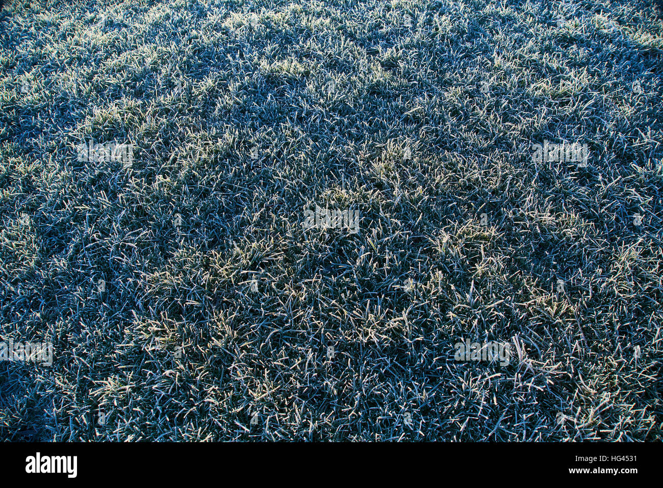 White frosted grass hi-res stock photography and images - Alamy
