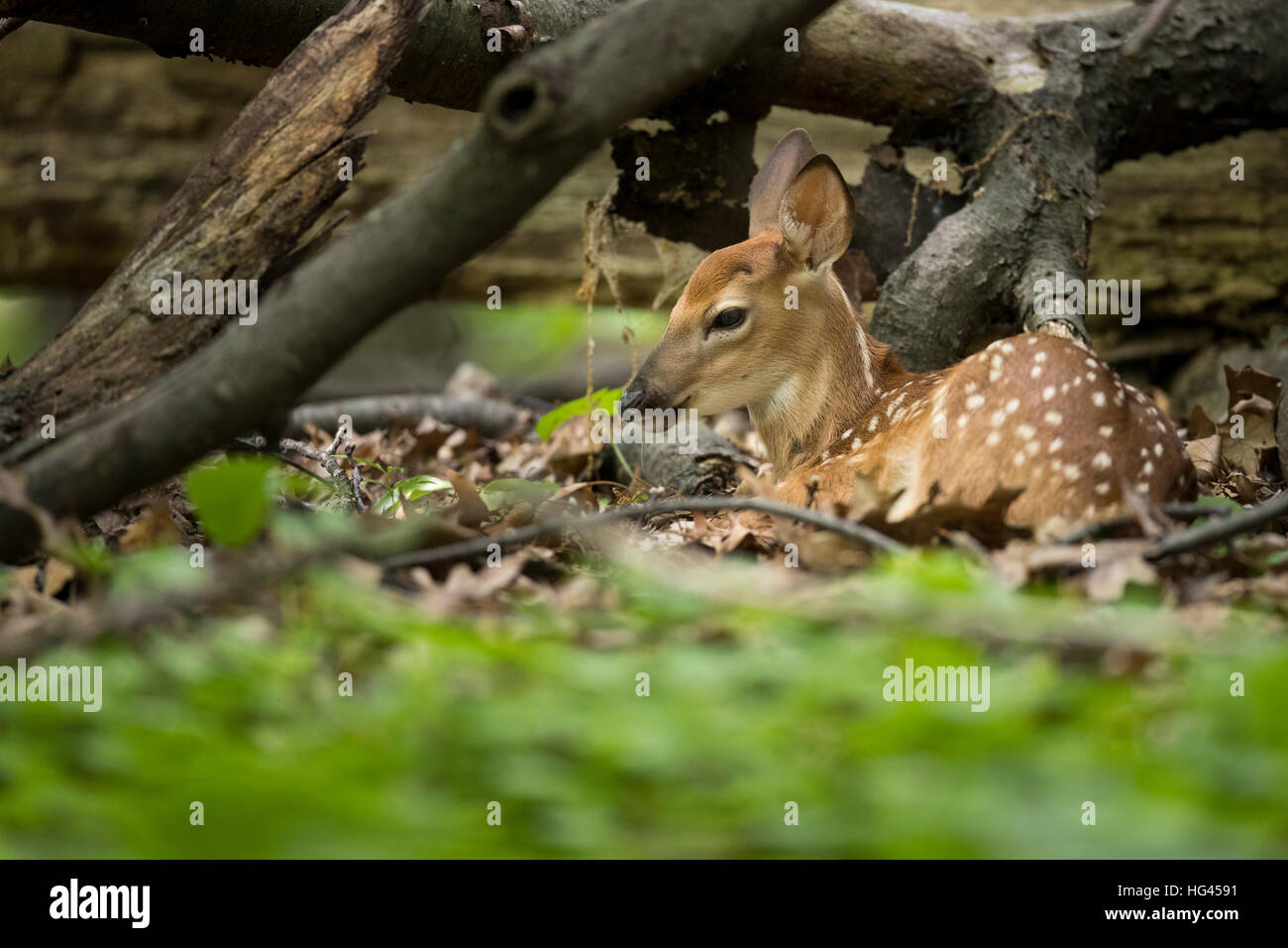 A fawn whitetail deer bedded in the woods Stock Photo - Alamy