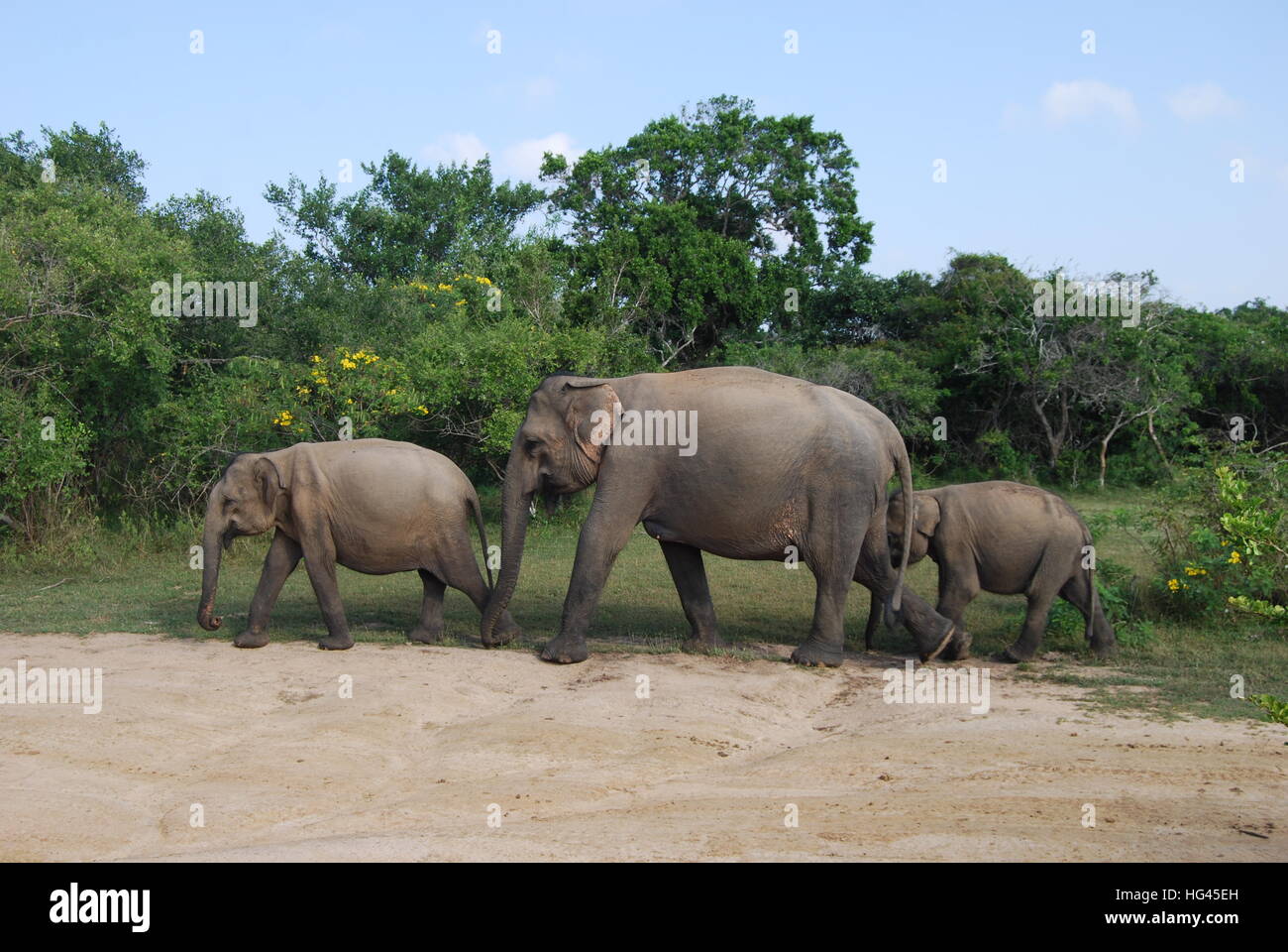 Indian calfs hi-res stock photography and images - Alamy