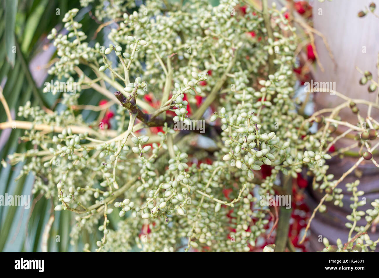 Green Areca Nut or Betel Nuts from Areca palm, Medium Shot in the ...