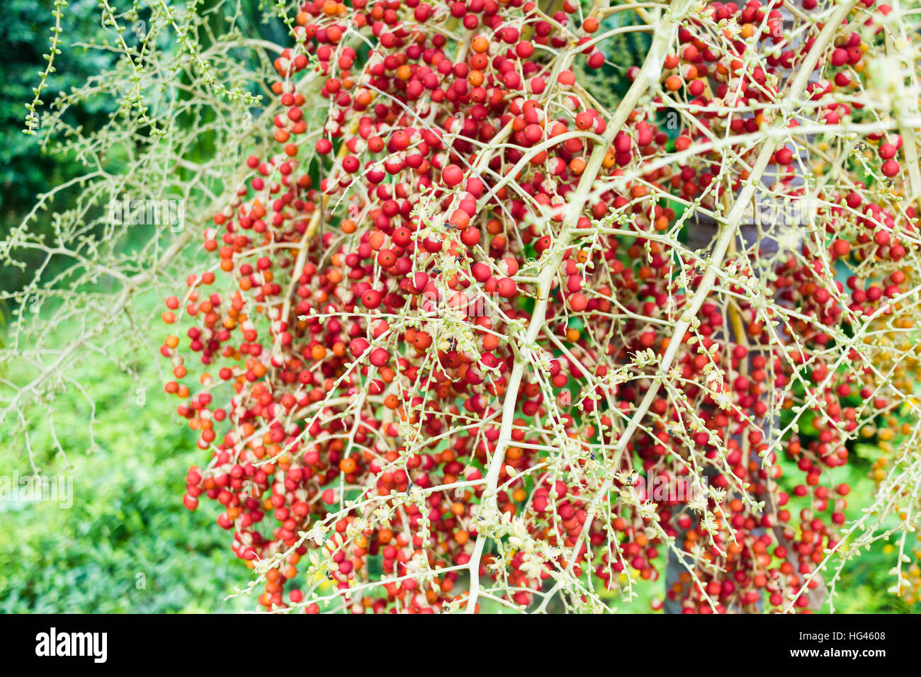 Red Areca Nut or Betel Nuts from Areca palm with Bumblebees, Medium ...