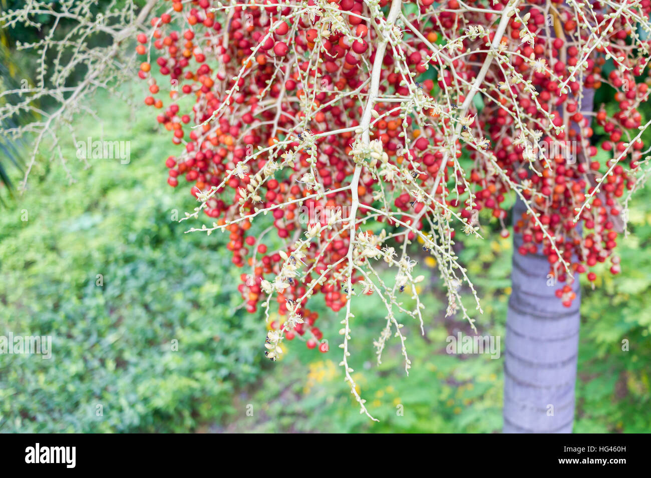 Red Areca Nut or Betel Nuts from Areca palm with Bumblebees, Medium ...