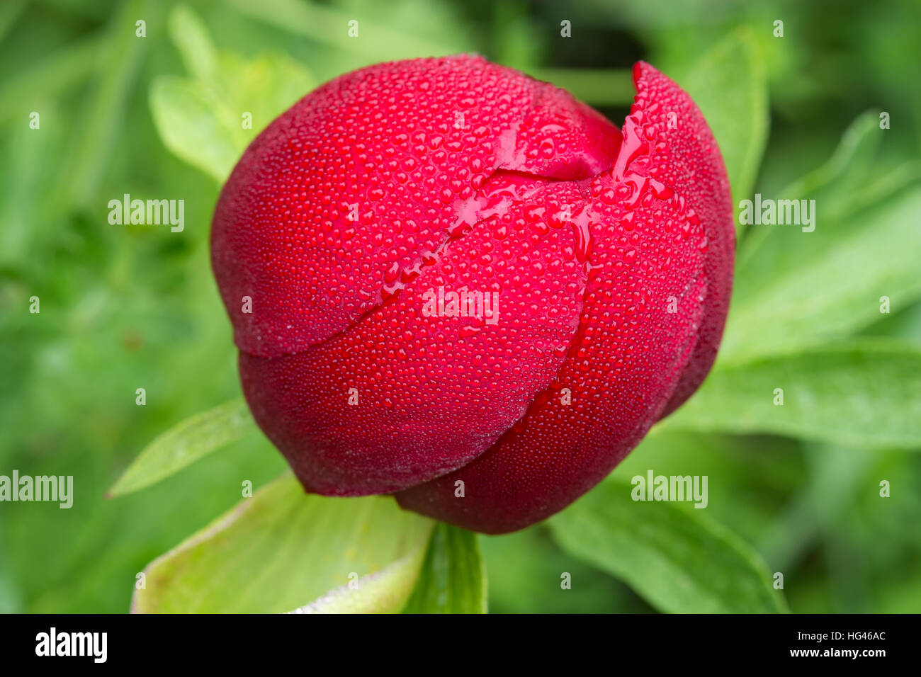 Wild peony (Paeonia peregrina) in spring time at Yailata reserve ...