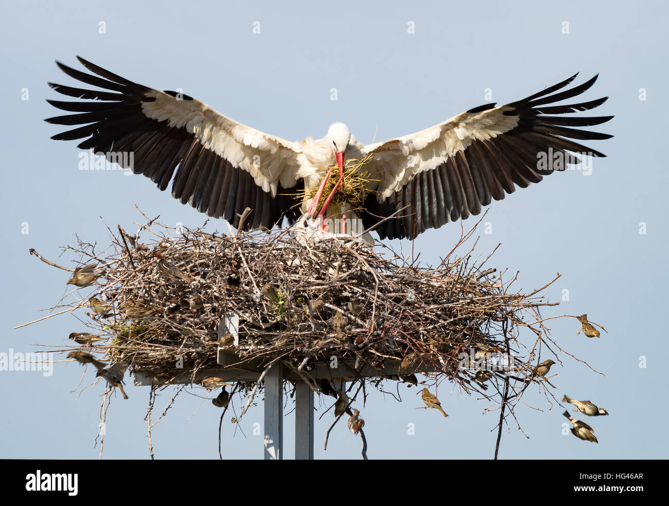 Storks on nest hi-res stock photography and images - Alamy