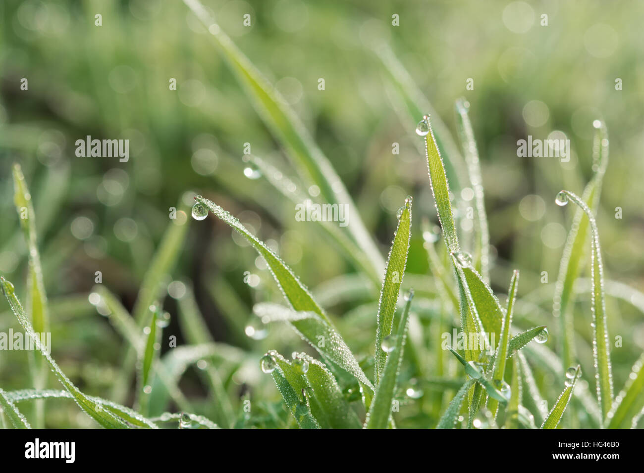 fresh spring grass covered with morning dew Stock Photo - Alamy
