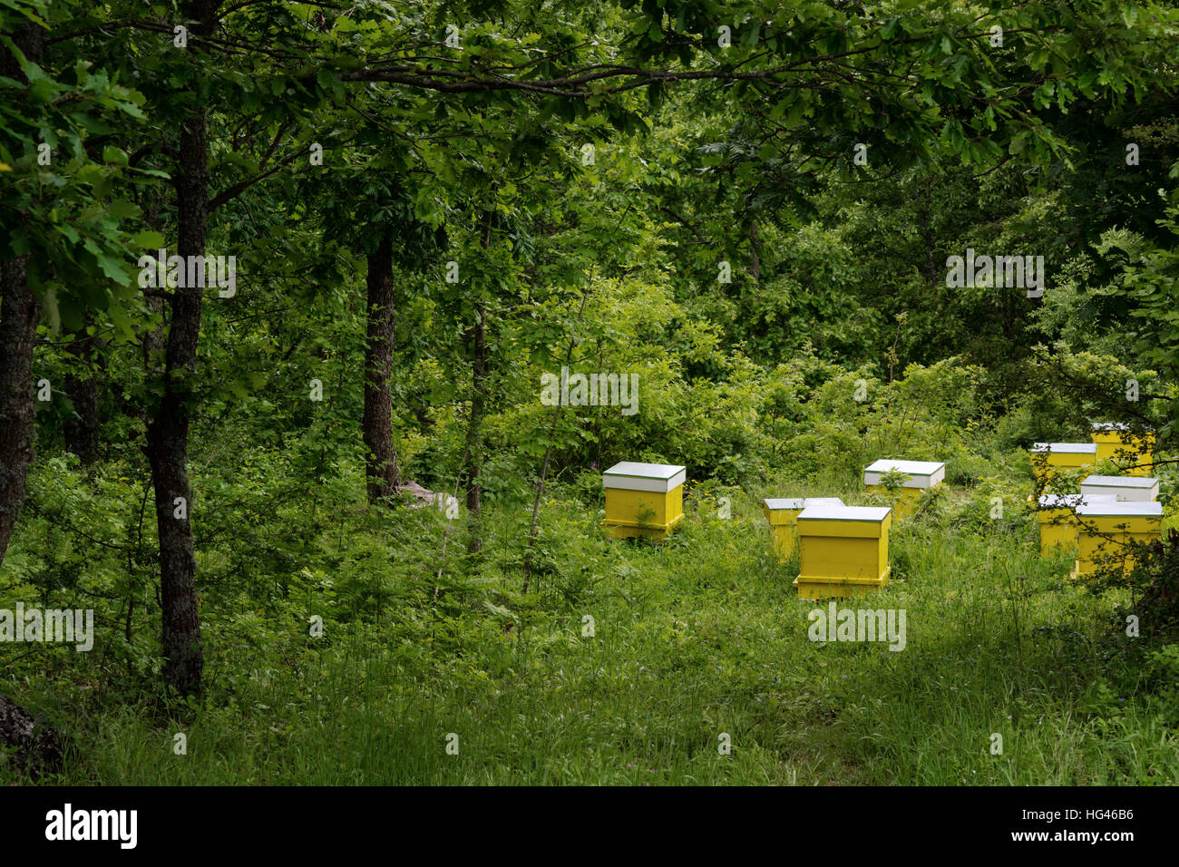 Honey bee hives in the forest Stock Photo - Alamy