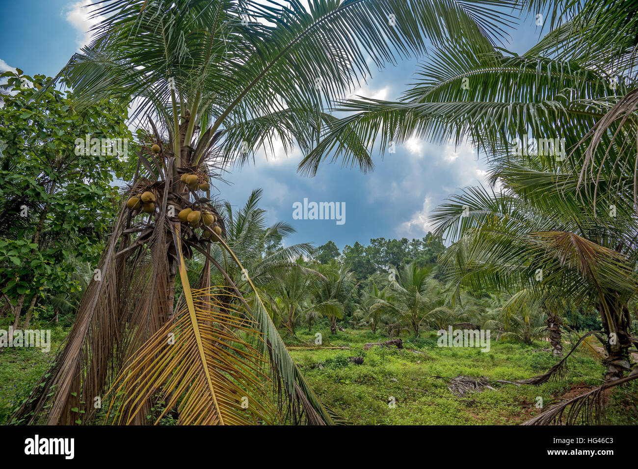Country coconut grove hi-res stock photography and images - Alamy