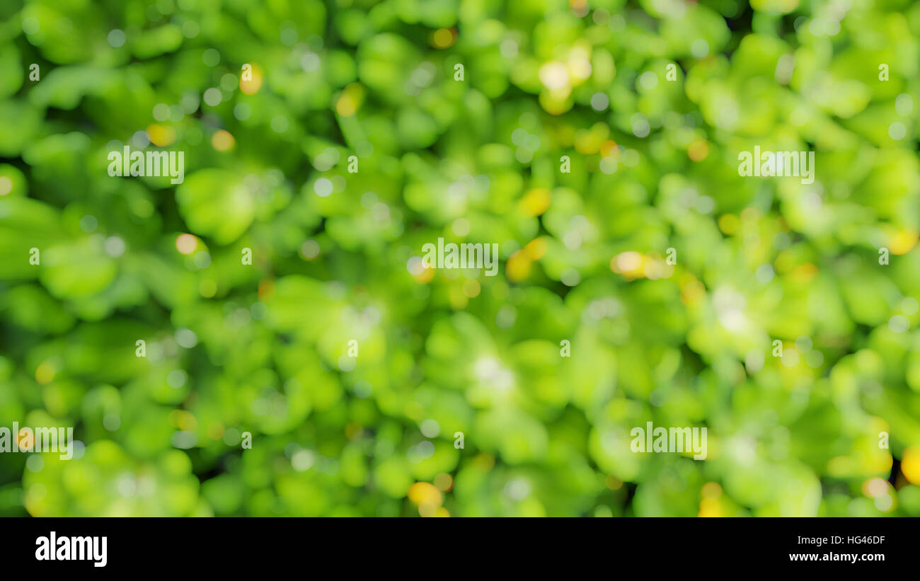 Clean Bokeh Background High Resolution Stock Photography and Images - Alamy