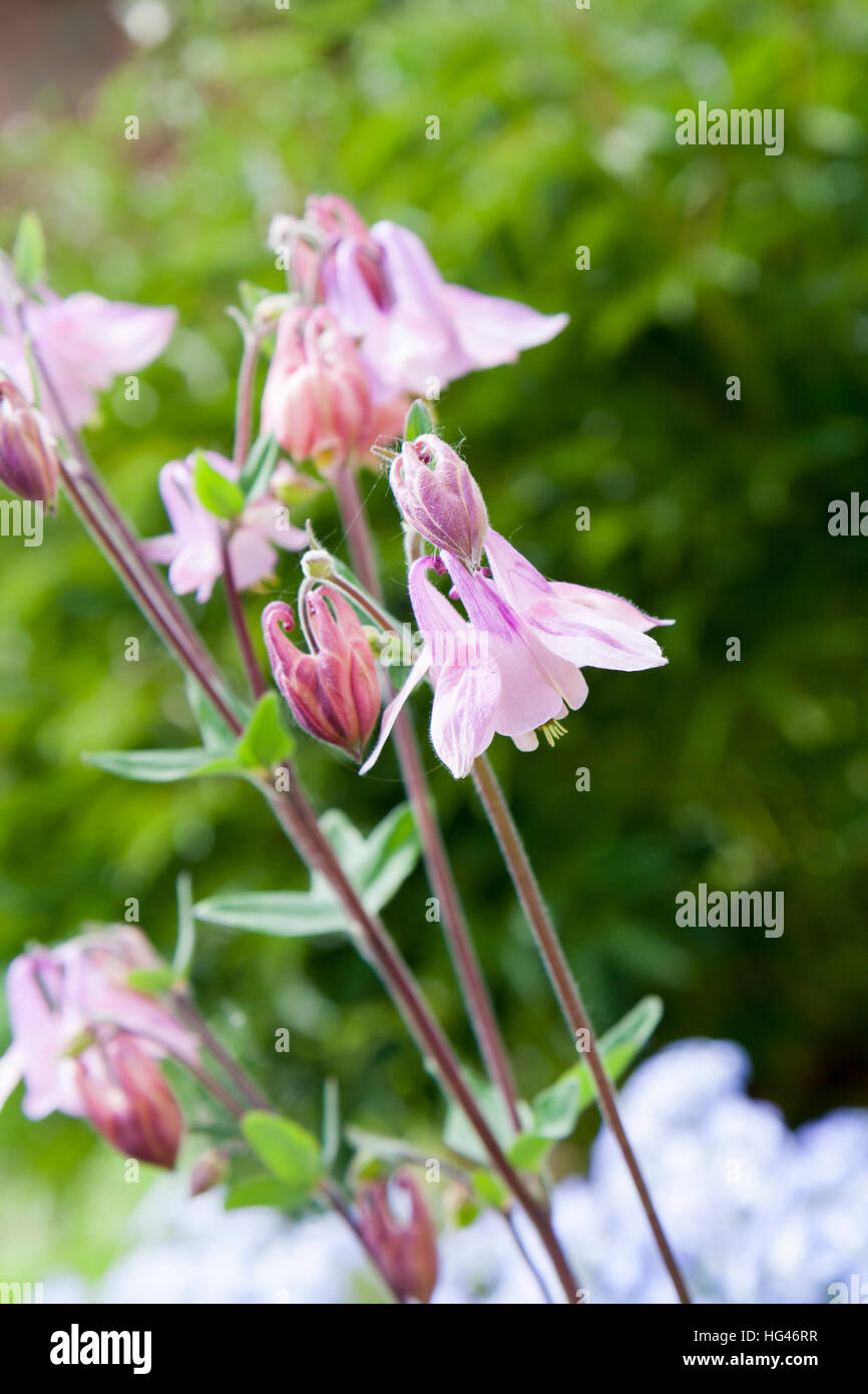 Fresh pink bells in the garden, sunny day. Spring background Stock ...