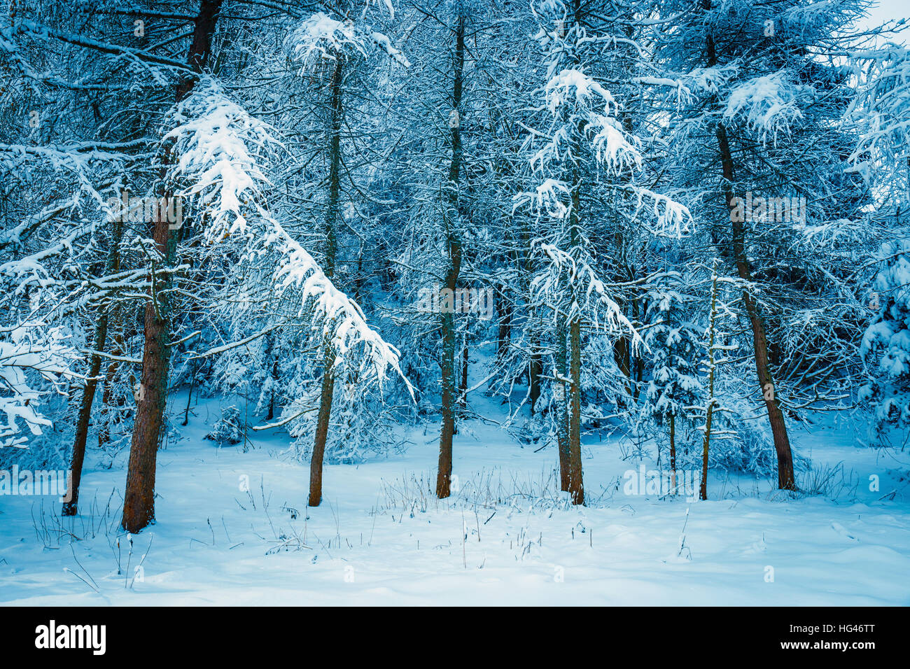 frozen forest with snow, winter landscape Stock Photo - Alamy