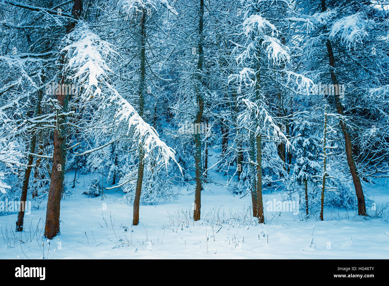 frozen forest with snow, winter landscape Stock Photo - Alamy