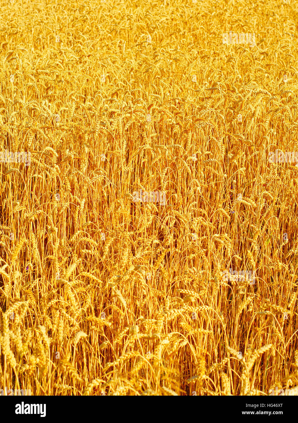 Aerial view wheat field sunset hi-res stock photography and images - Alamy