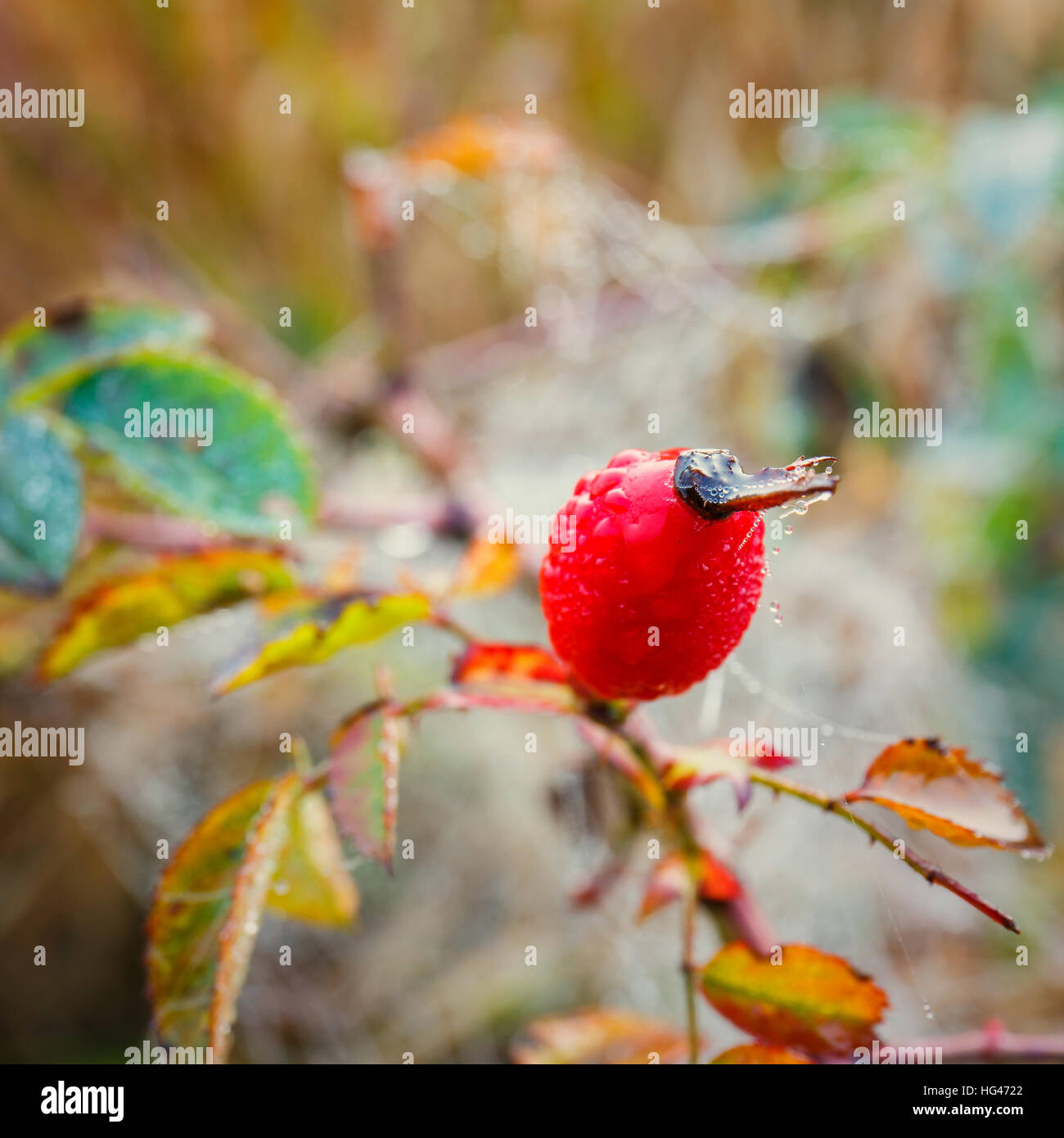 red fruits of rose hips, close up Stock Photo - Alamy