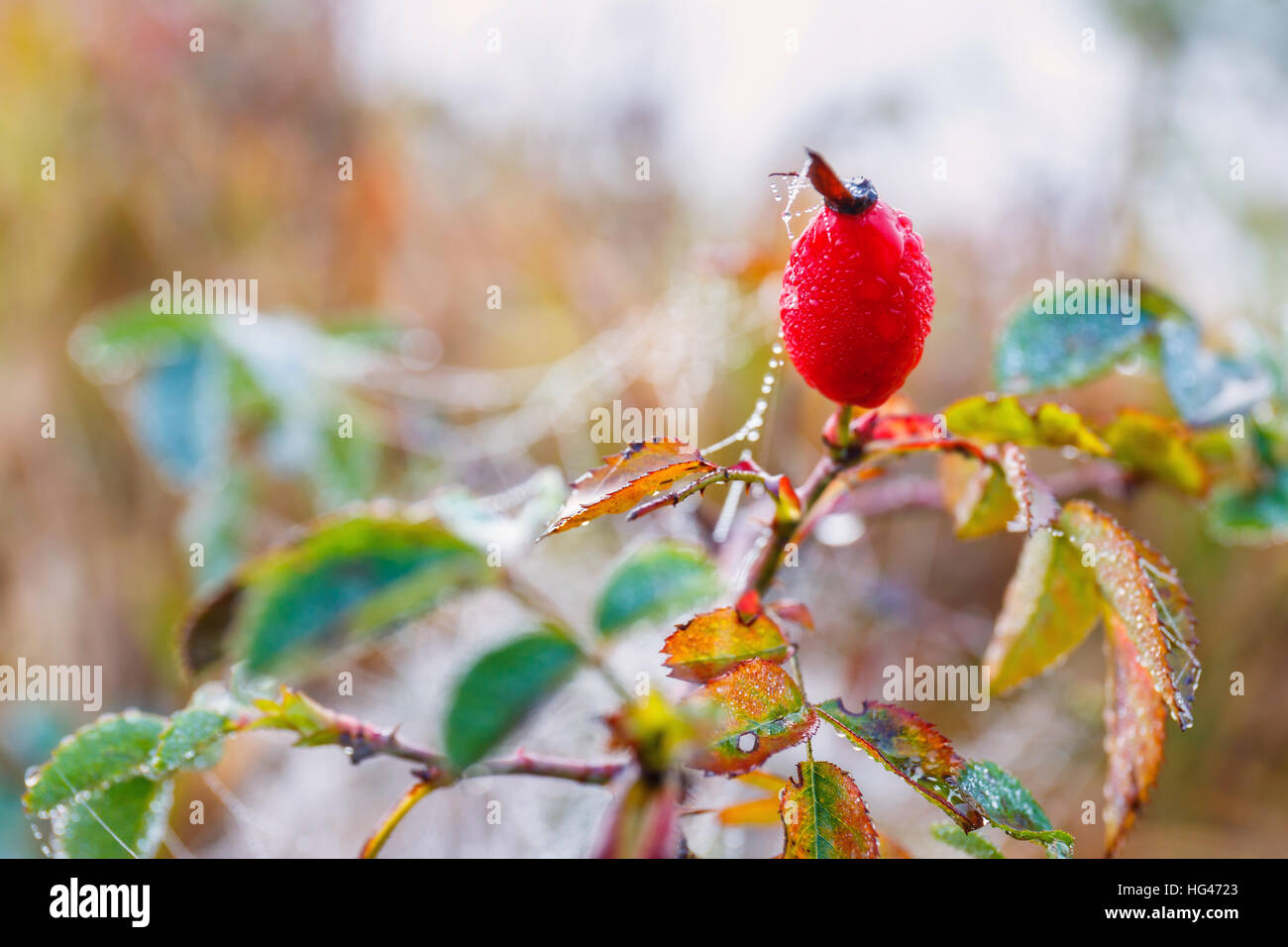 red fruits of rose hips, close up Stock Photo - Alamy